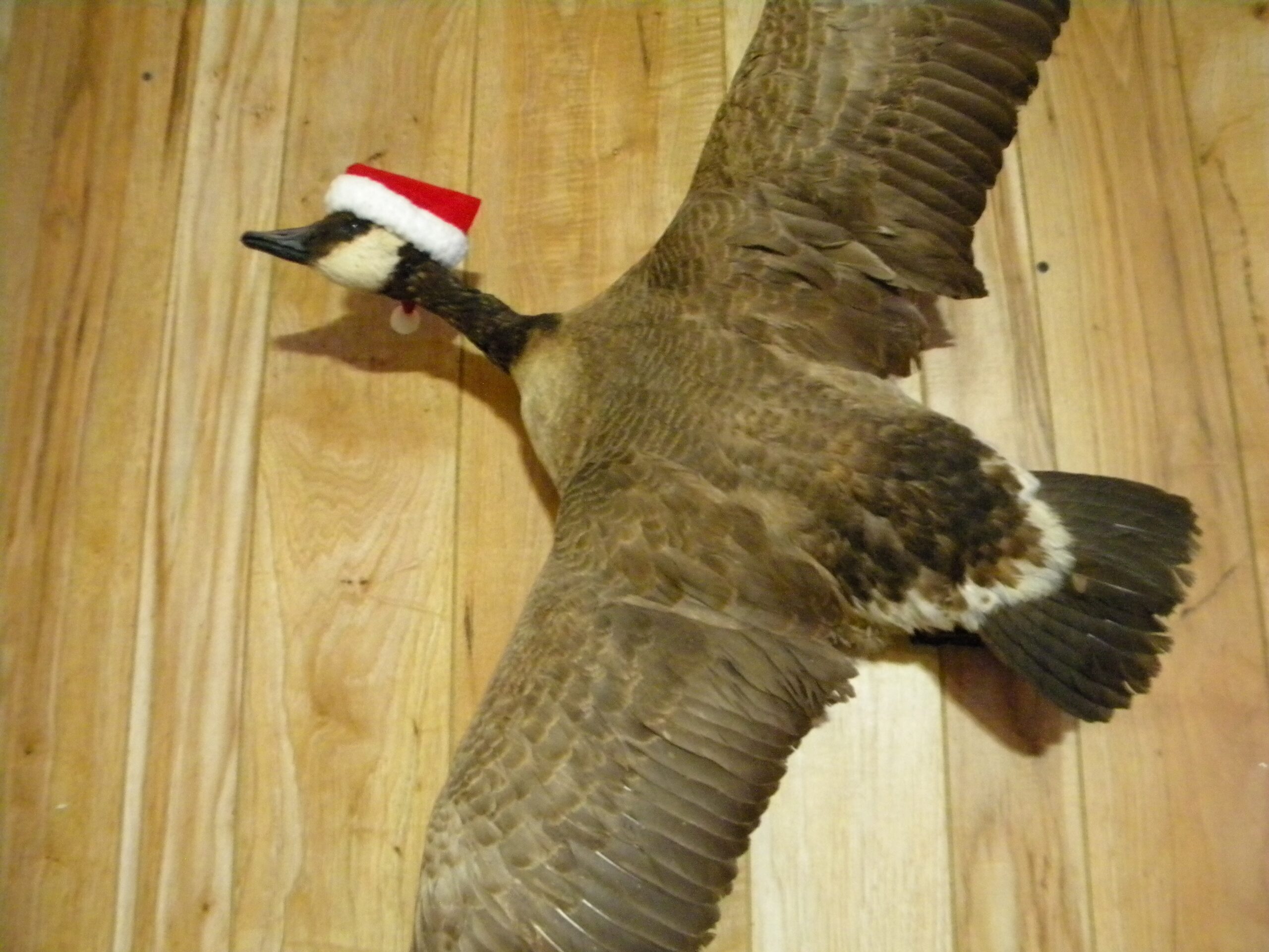 Christmas goose – Adirondack Outlaw